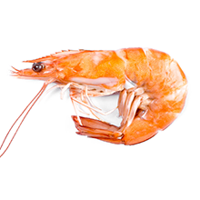 Inicio - Shrimpcr